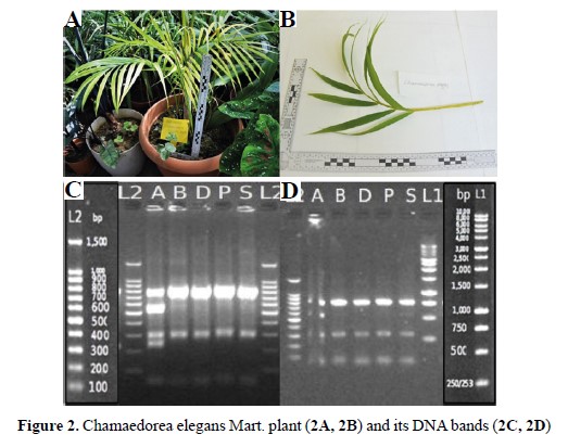 The importance of plant DNA examination in forensic botany