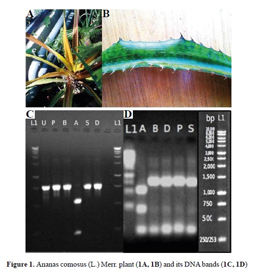 The importance of plant DNA examination in forensic botany