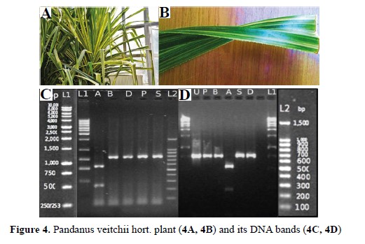 The importance of plant DNA examination in forensic botany
