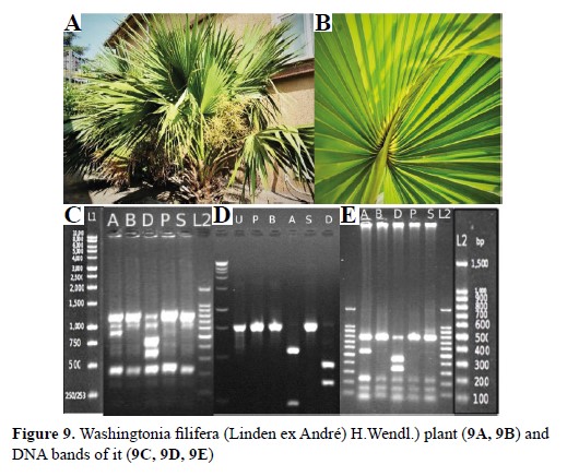 The importance of plant DNA examination in forensic botany