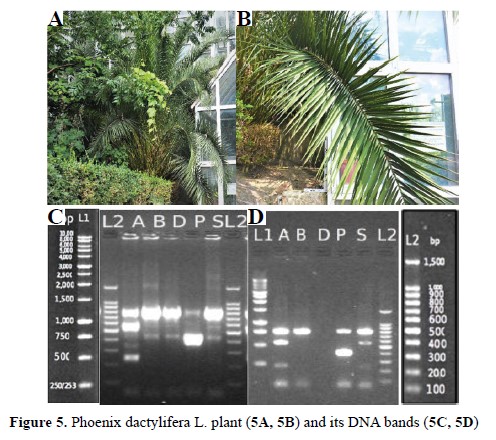 The importance of plant DNA examination in forensic botany