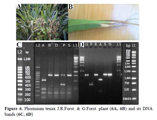 The importance of plant DNA examination in forensic botany