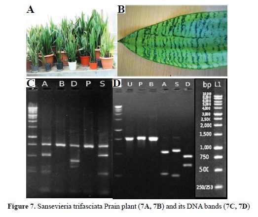 The importance of plant DNA examination in forensic botany